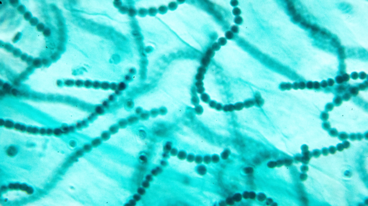 Algal Biotechnology | EIT Food Learning Services